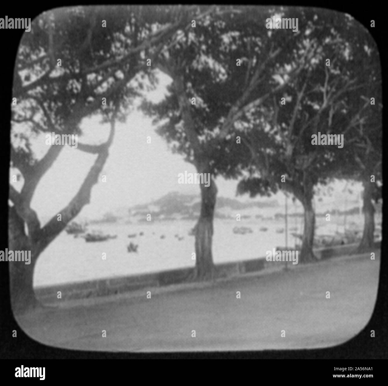 View of harbor from tree-lined boulevard, the Praya Grande Stock Photo ...