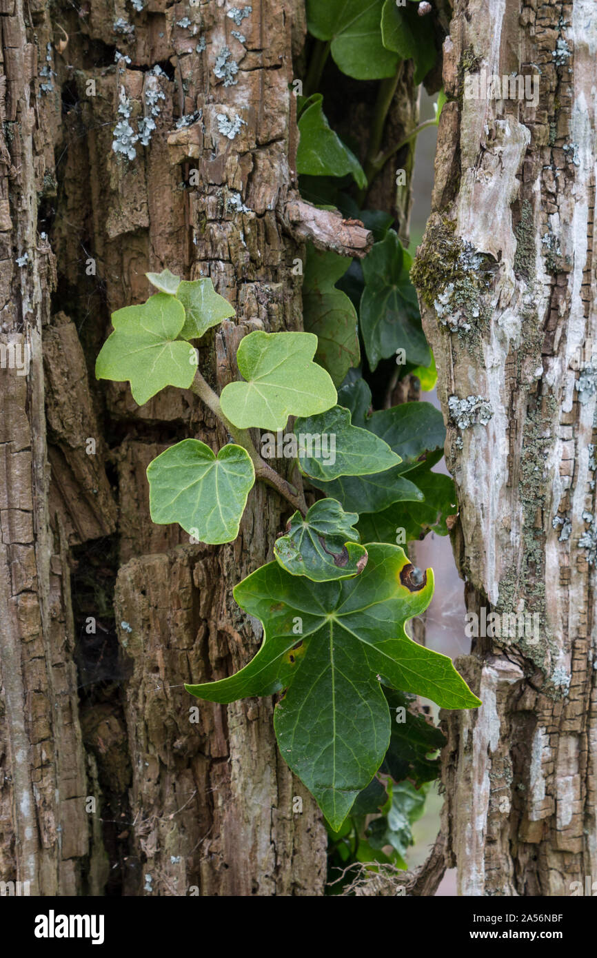 Ivy park new in hi-res stock photography and images - Alamy
