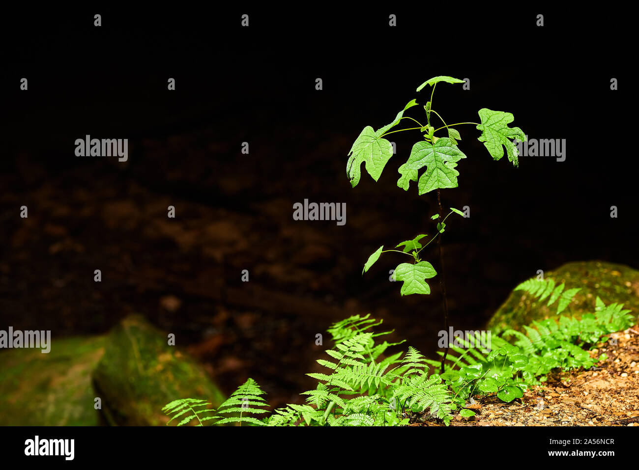 Tulip Popular Sapling with Ferns Stock Photo - Alamy