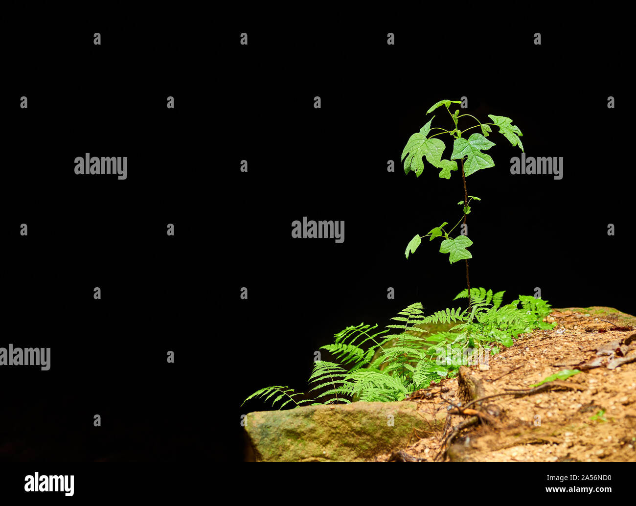 Tulip Popular Sapling with Ferns Stock Photo - Alamy