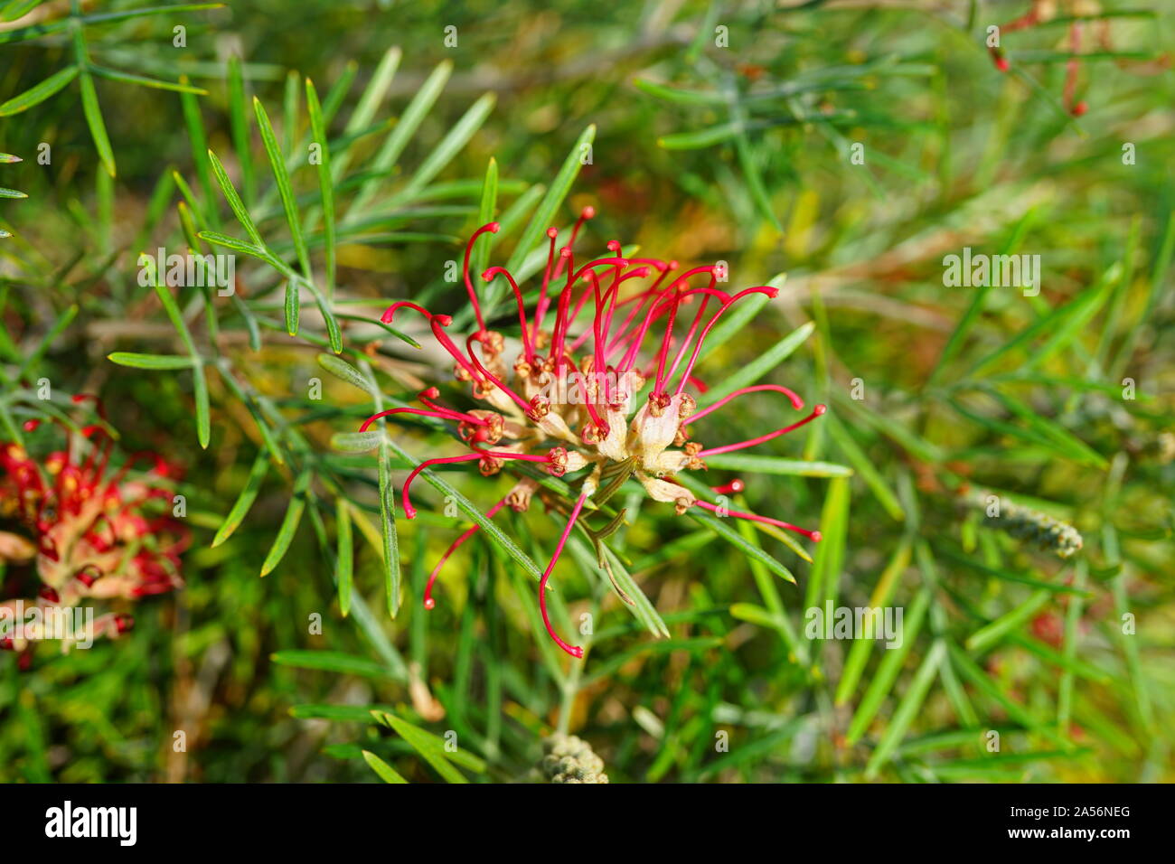 Toothbrush tree hi-res stock photography and images - Alamy