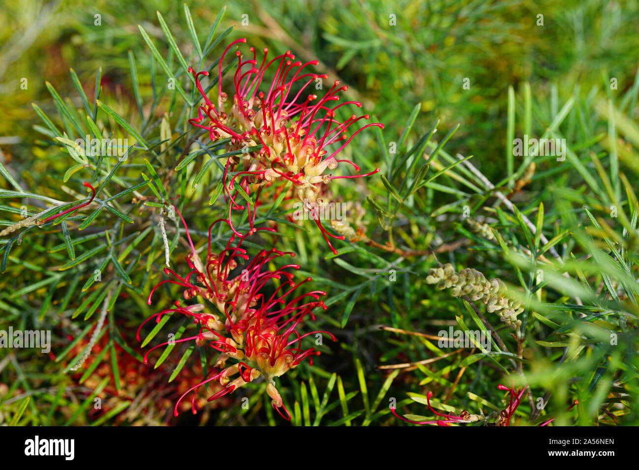 Toothbrush tree hi-res stock photography and images - Alamy