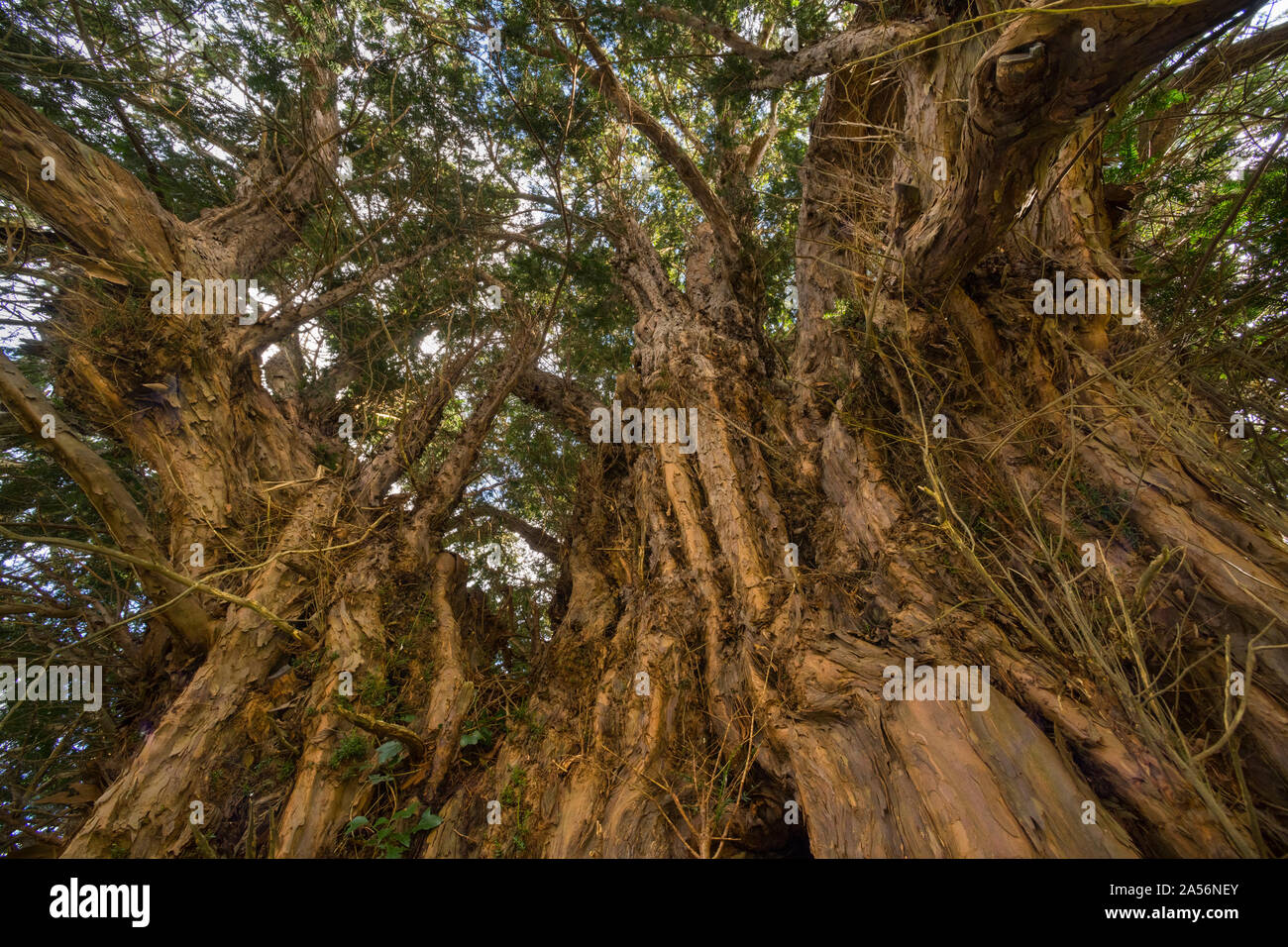 2 year old tree hi-res stock photography and images - Alamy
