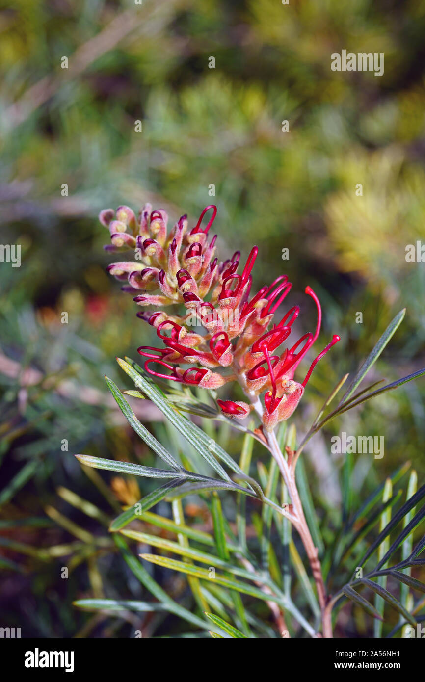 Long orange brush flowers of grevillea (spider flower, silky oak ...