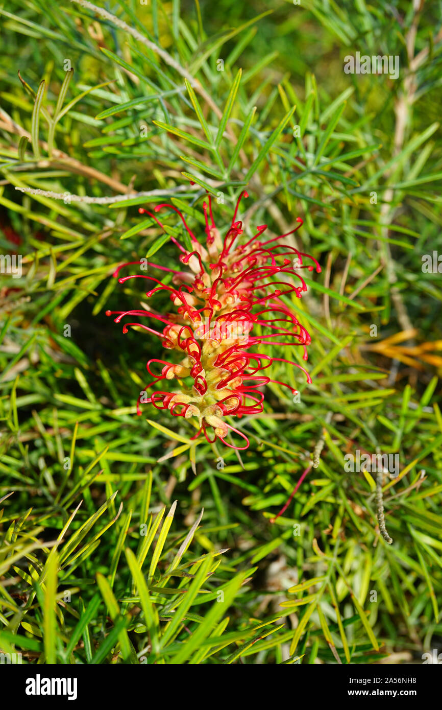 Long orange brush flowers of grevillea (spider flower, silky oak ...