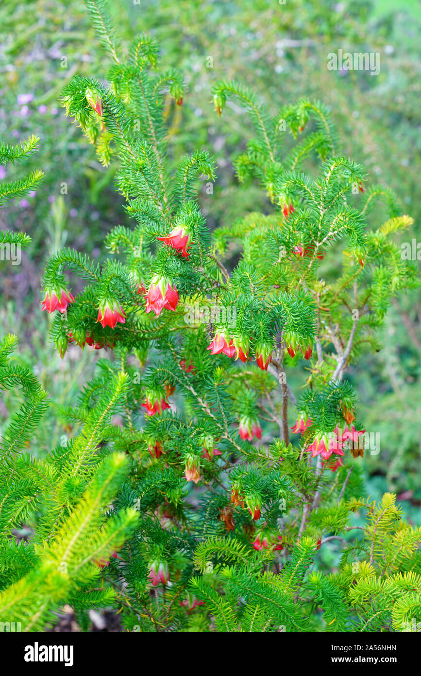 View of a red Gillham’s Bell (Darwinia Oxylepis) flower in Australia ...
