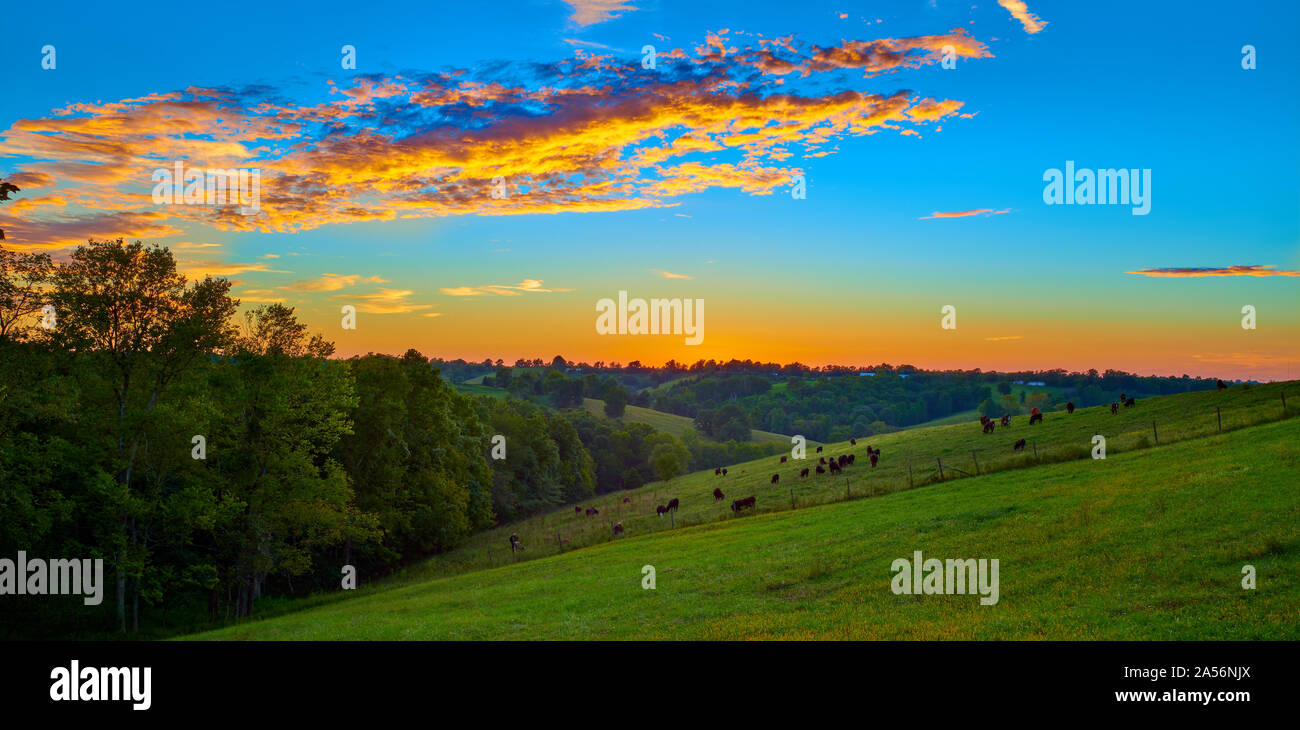 Sunset Over an Open Field With Cows Stock Photo - Alamy