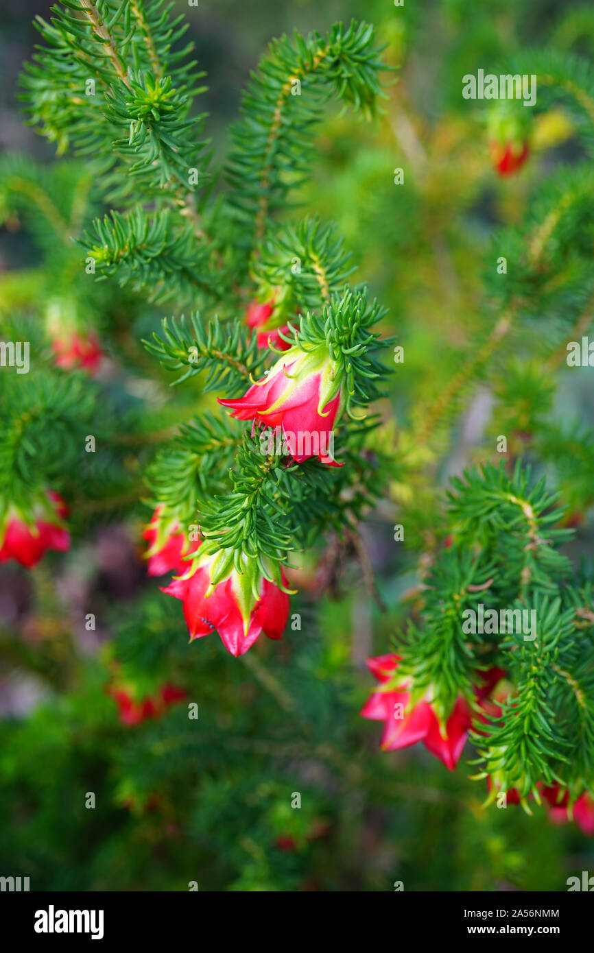 View of a red Gillham’s Bell (Darwinia Oxylepis) flower in Australia ...