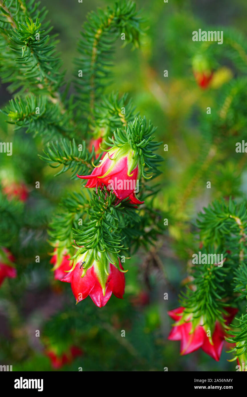 View of a red Gillham’s Bell (Darwinia Oxylepis) flower in Australia ...