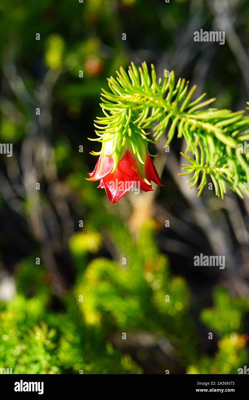 View of a red Gillham’s Bell (Darwinia Oxylepis) flower in Australia ...