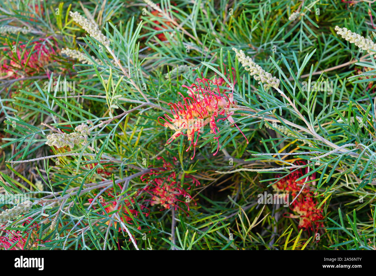 Long orange brush flowers of grevillea (spider flower, silky oak ...