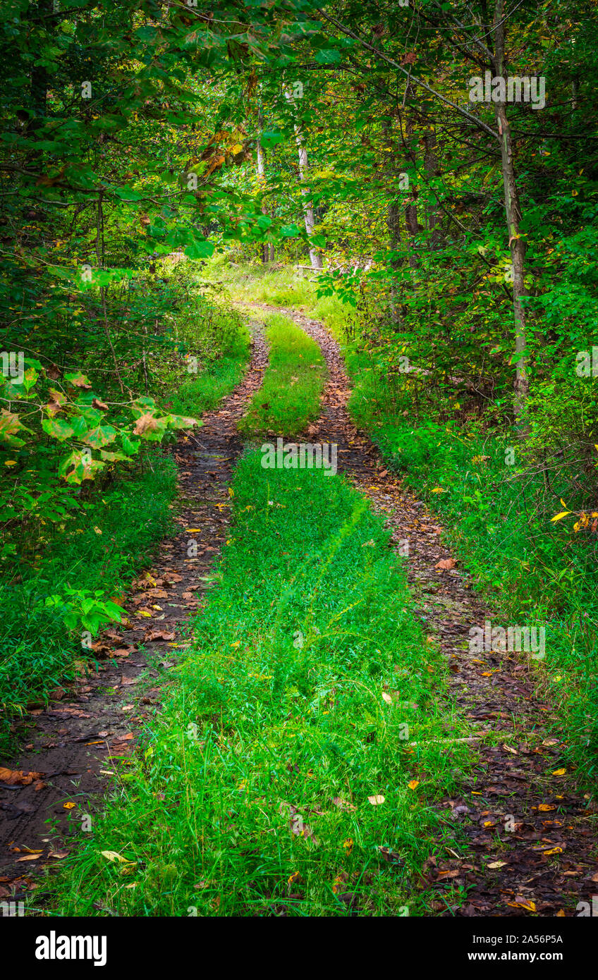 Rural road through woods hi-res stock photography and images - Alamy