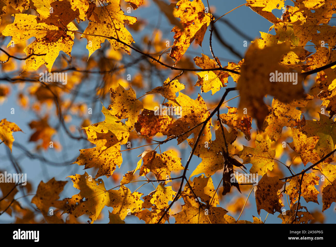 Clusters of Sugar Maple Leaves Stock Photo - Alamy