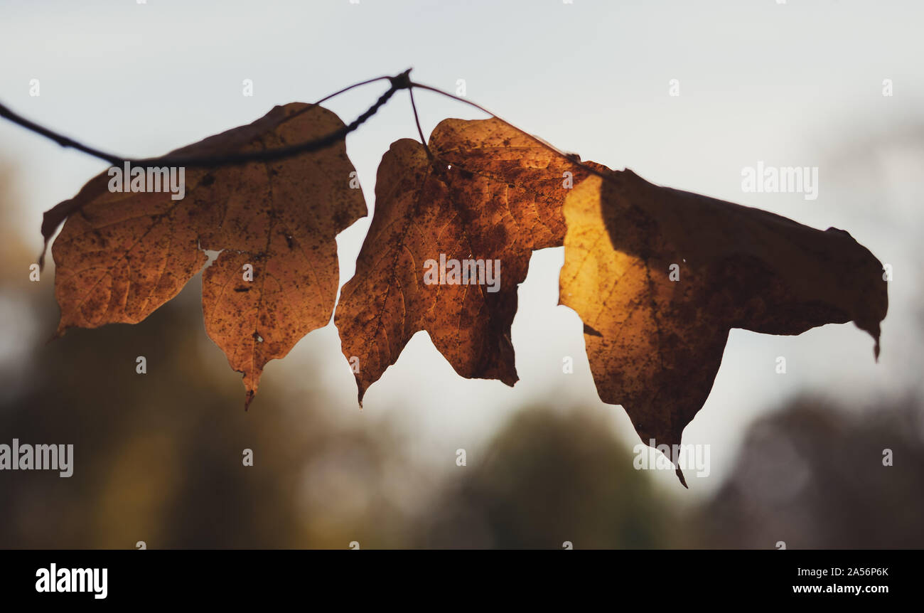 Three Maple Leaves Stock Photo - Alamy