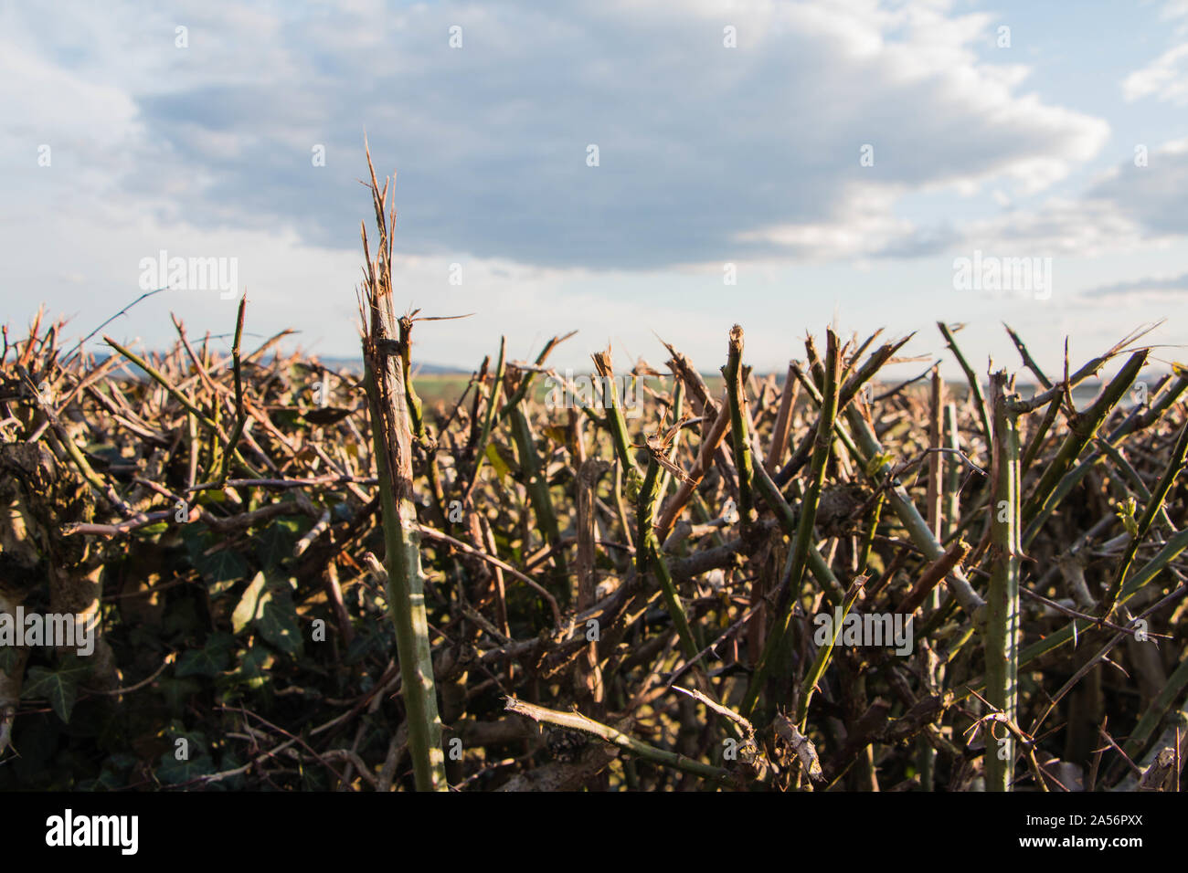 Dead alive plant hi-res stock photography and images - Alamy