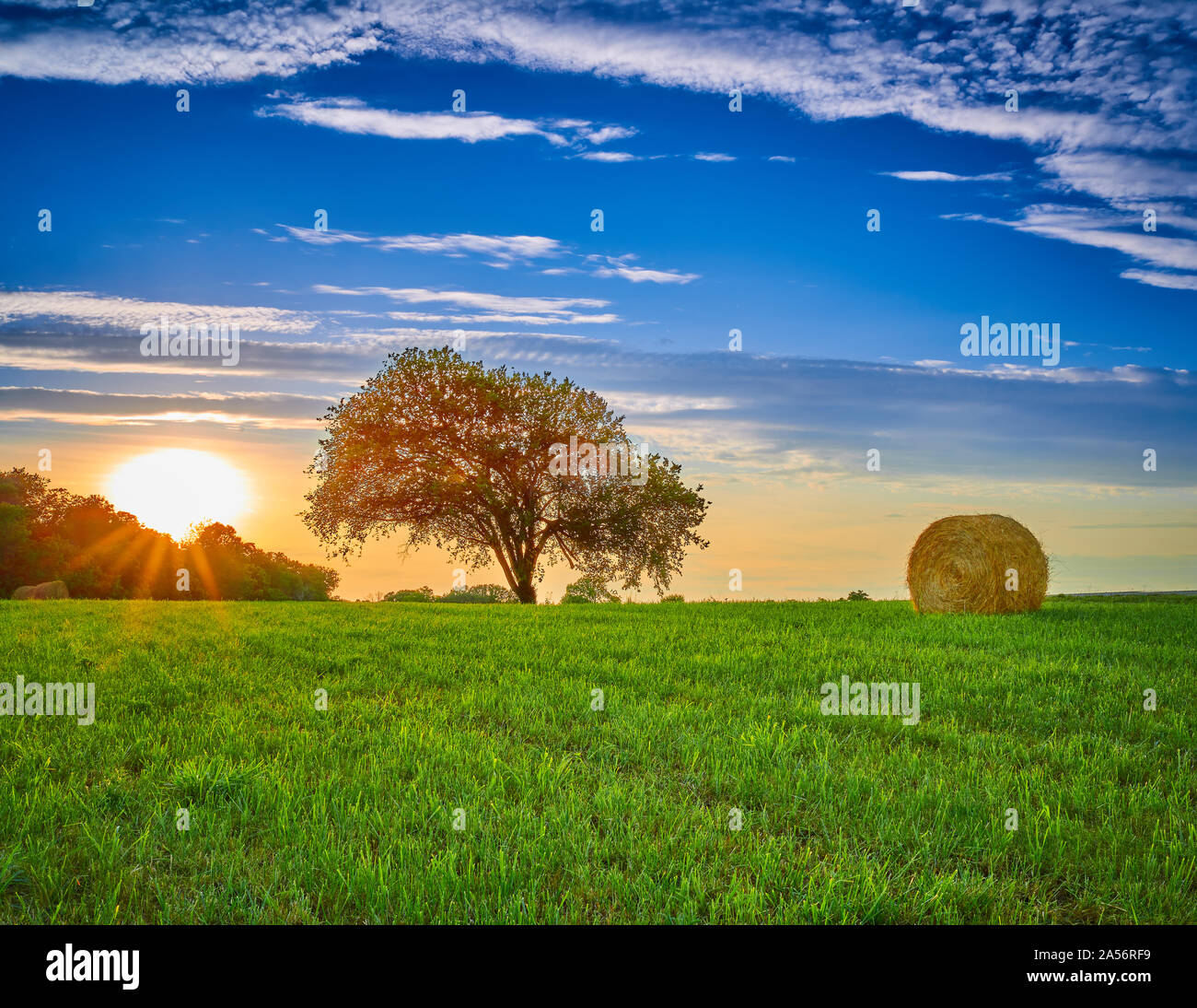 Tree in Hay Field Stock Photo - Alamy