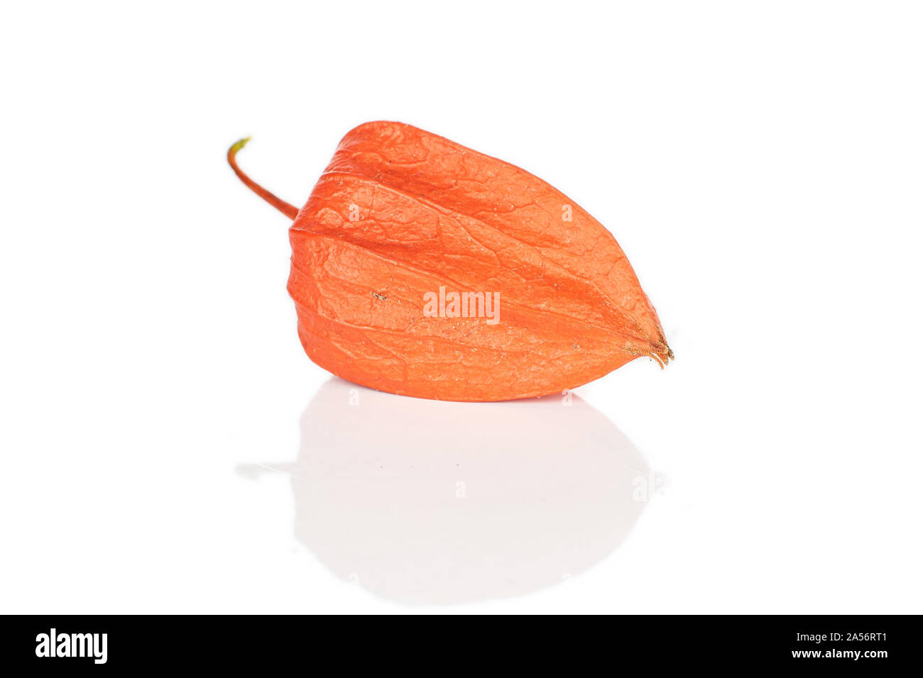 One whole fresh orange physalis isolated on white background Stock ...
