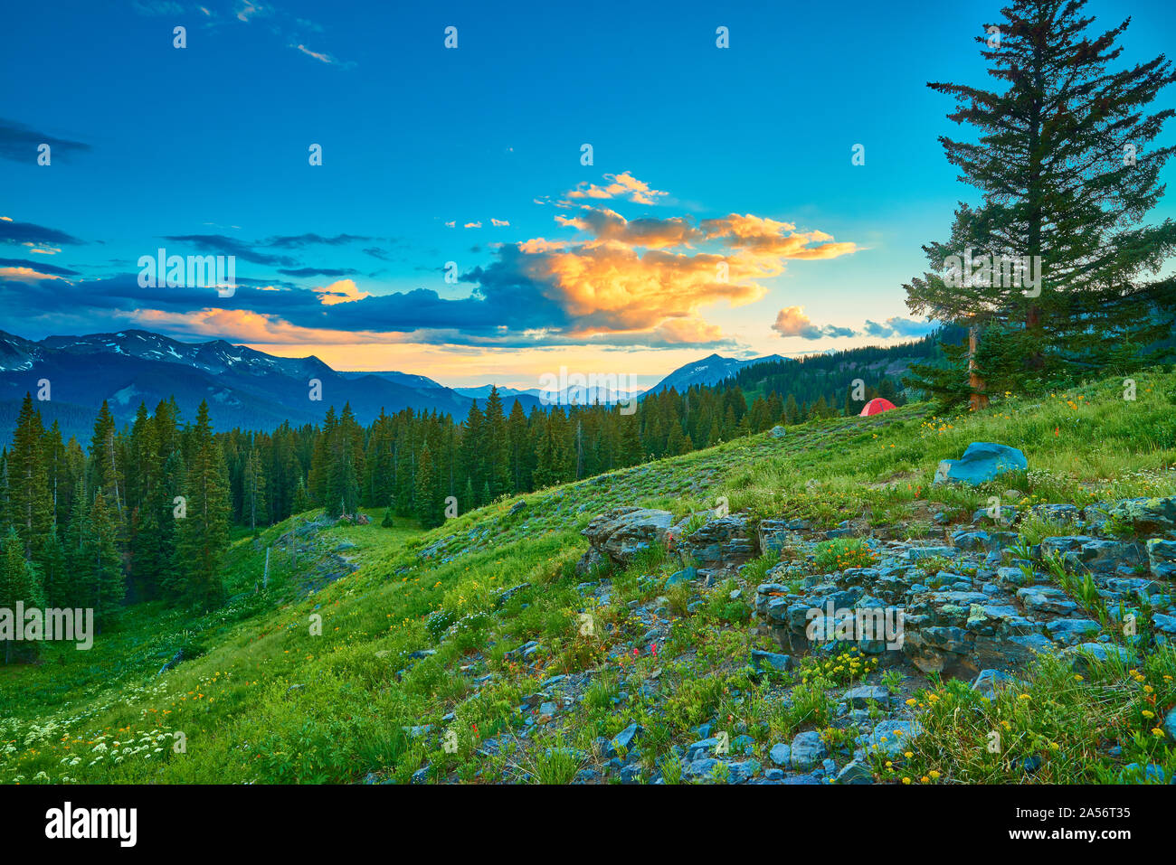 Alpine scenery meadow forest hi-res stock photography and images - Alamy