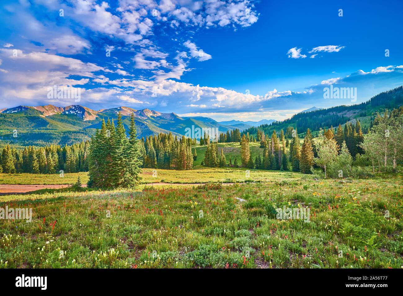 Alpine scenery meadow forest hi-res stock photography and images - Alamy