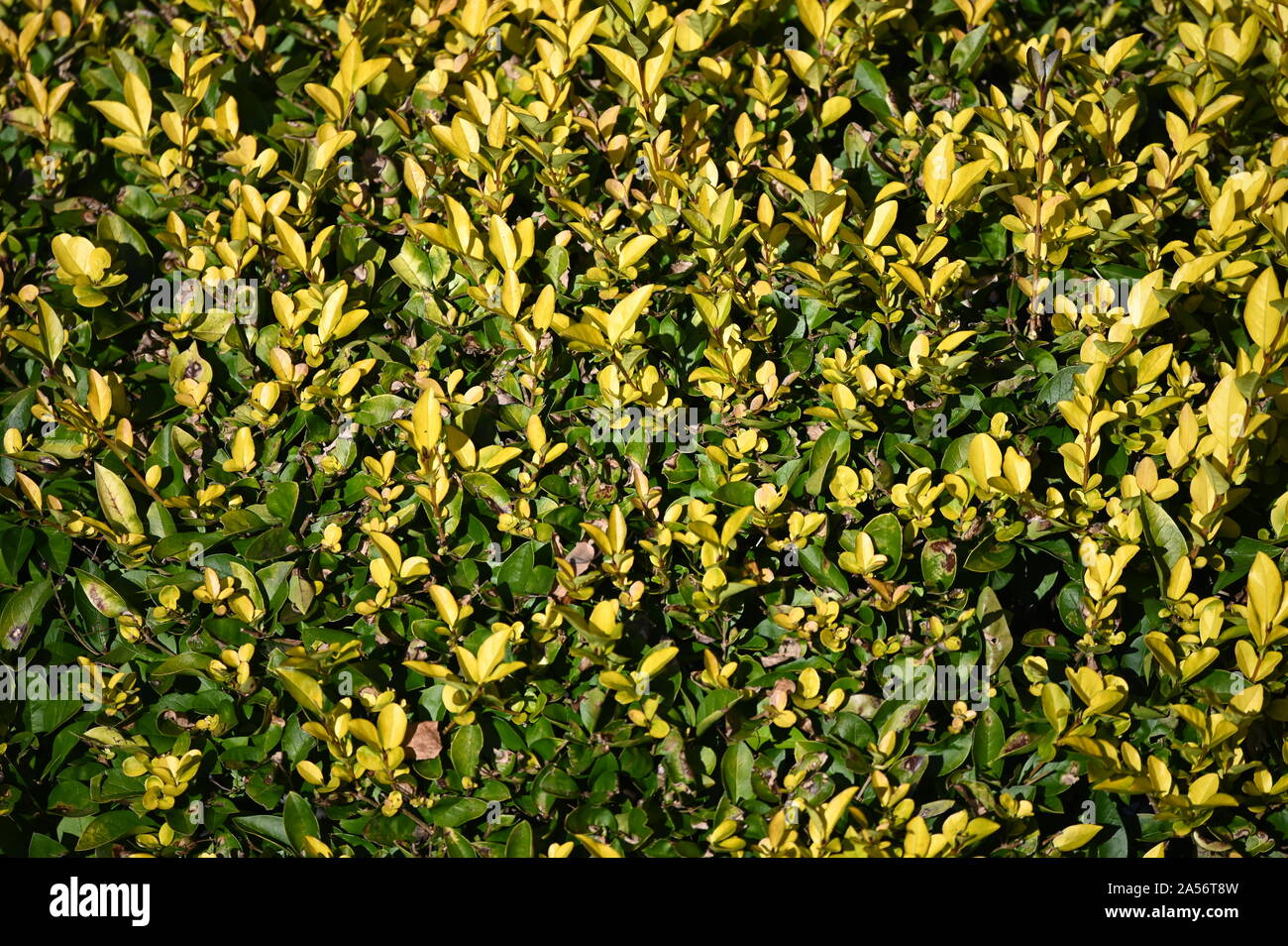 Berge color hi-res stock photography and images - Alamy