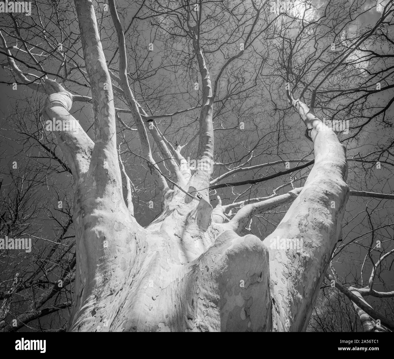 Sycamore Wood Texture High Resolution Stock Photography and Images - Alamy