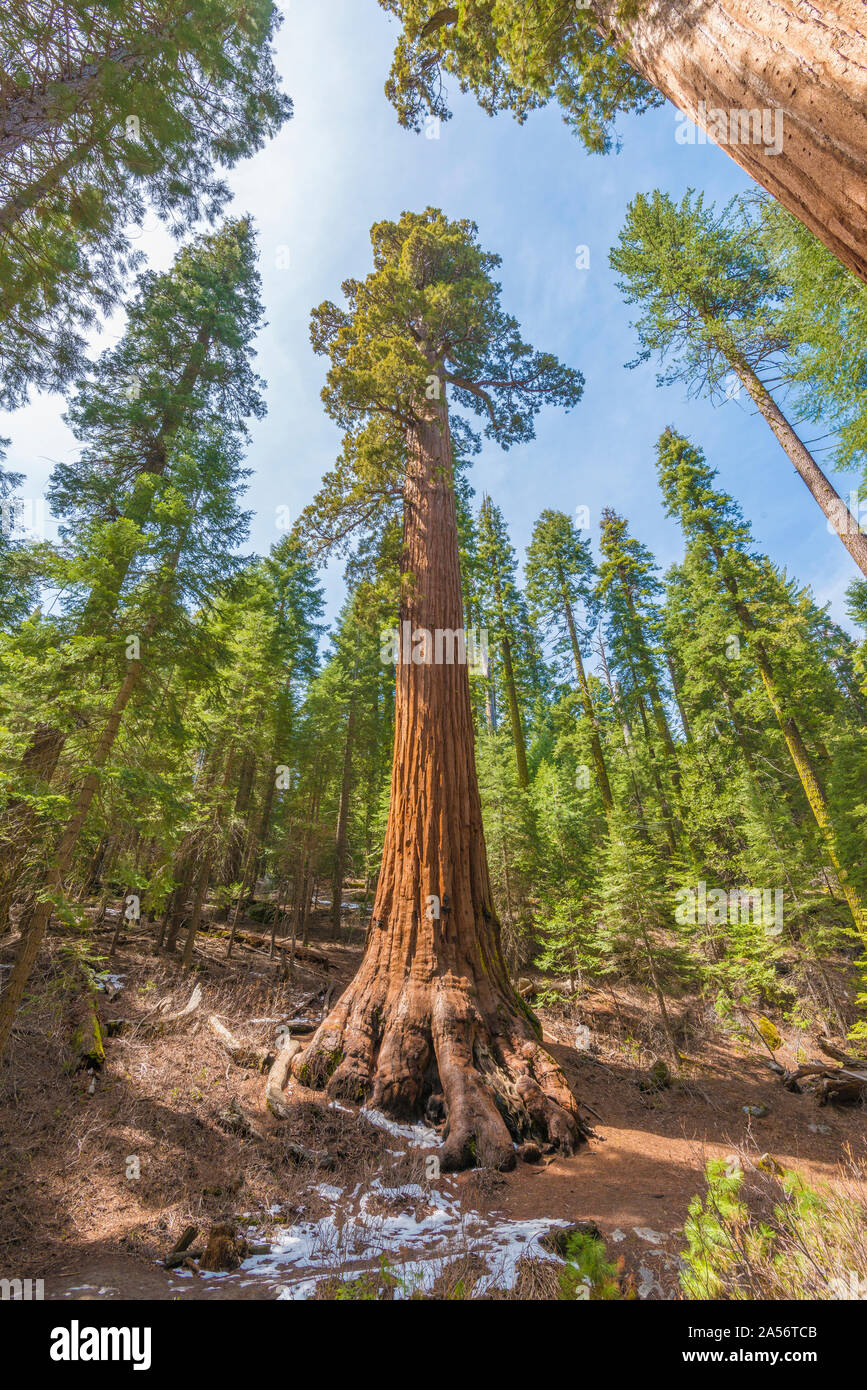Giant Sequoia Tree Stock Photo - Alamy
