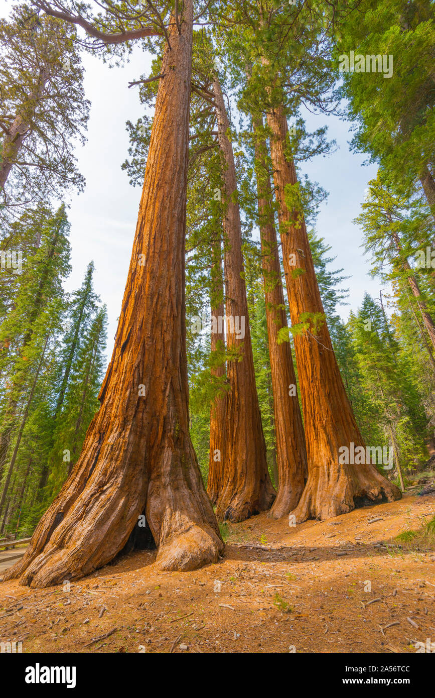Group of Giant Sequoias Stock Photo - Alamy