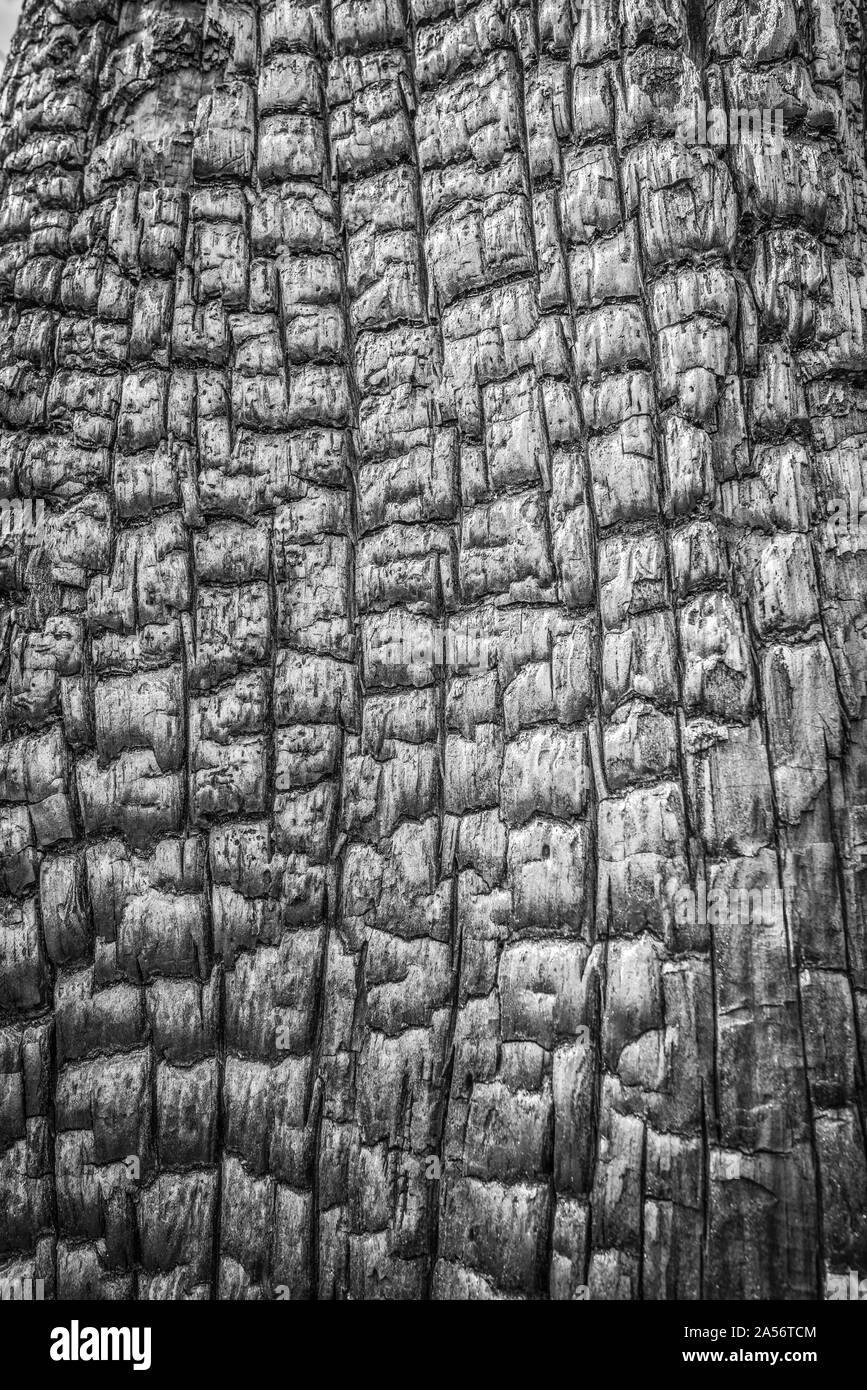 Burnt forest burnt trees Black and White Stock Photos & Images - Alamy