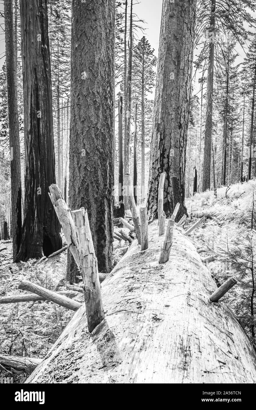 View fallen tree in Black and White Stock Photos & Images - Alamy