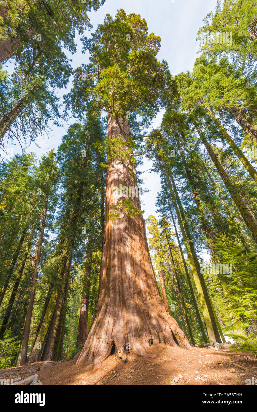 Giant Sequoia Tree Stock Photo - Alamy