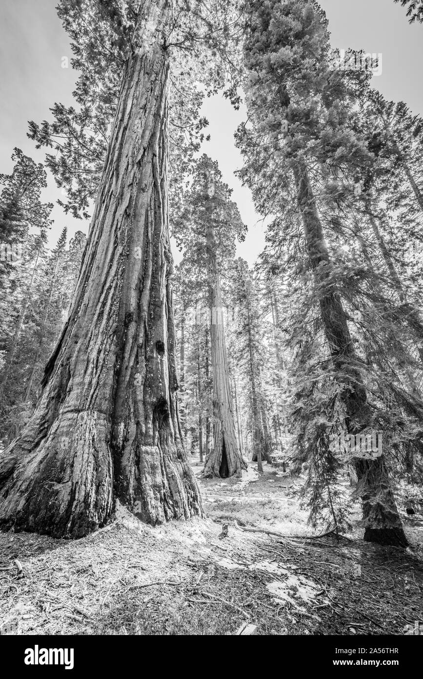 Giant forest sequoia national Black and White Stock Photos & Images - Alamy