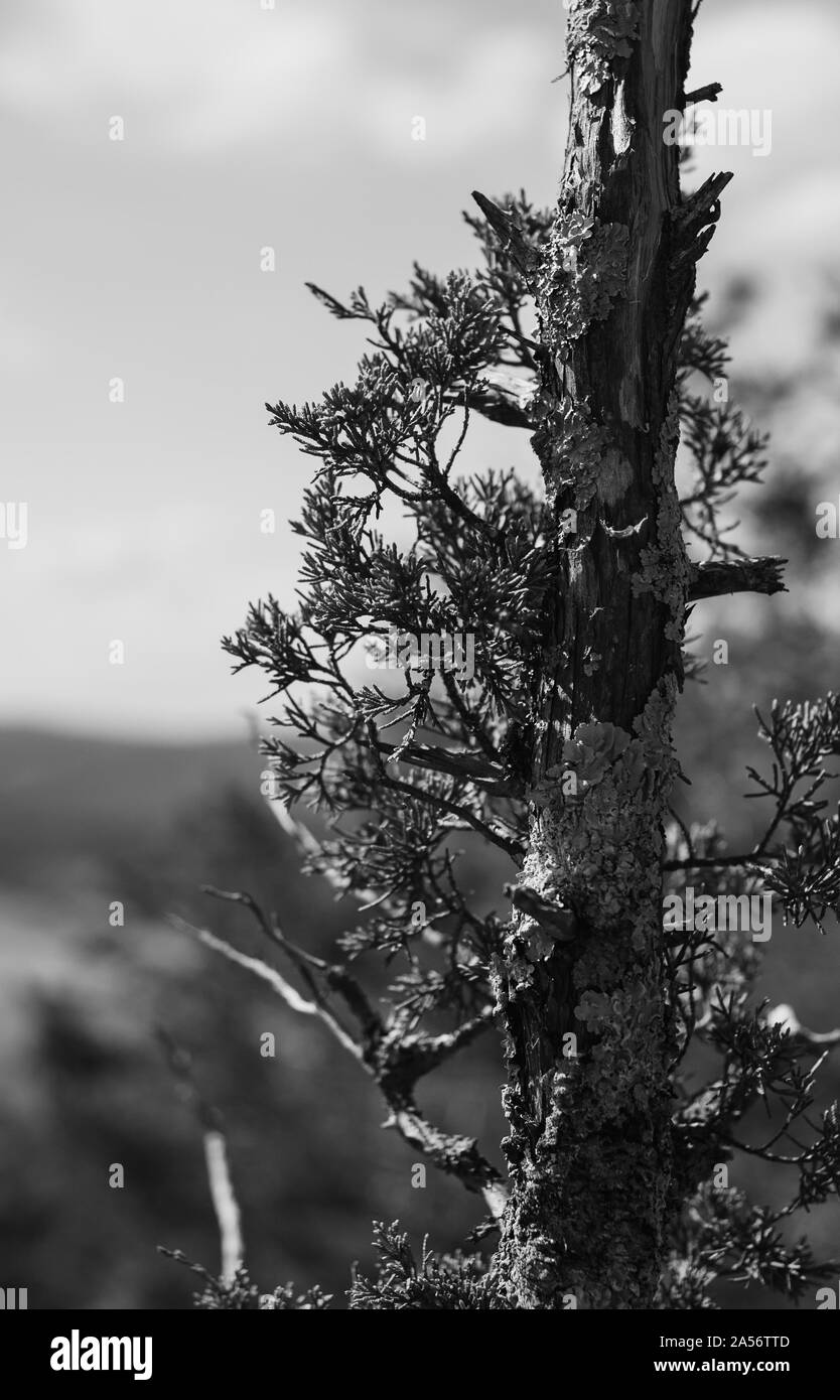 Small pine tree Black and White Stock Photos & Images - Alamy