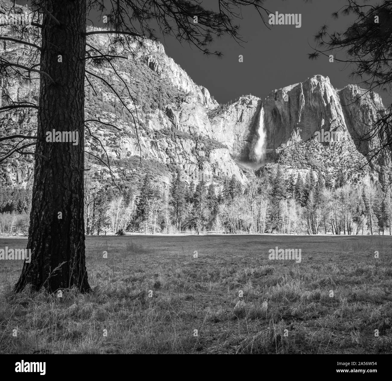 Yosemite Falls with Trees B&W Stock Photo - Alamy