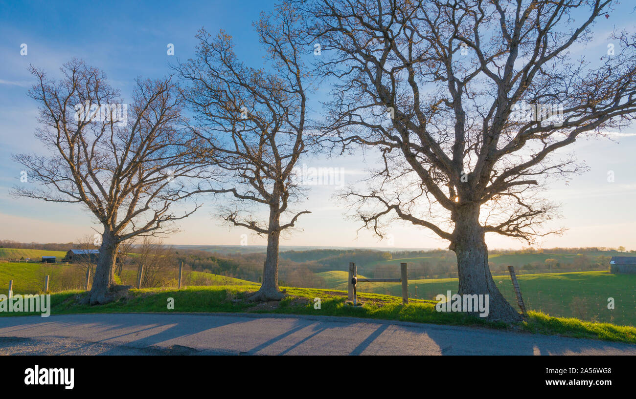 Three Trees on Top of Hill Stock Photo - Alamy