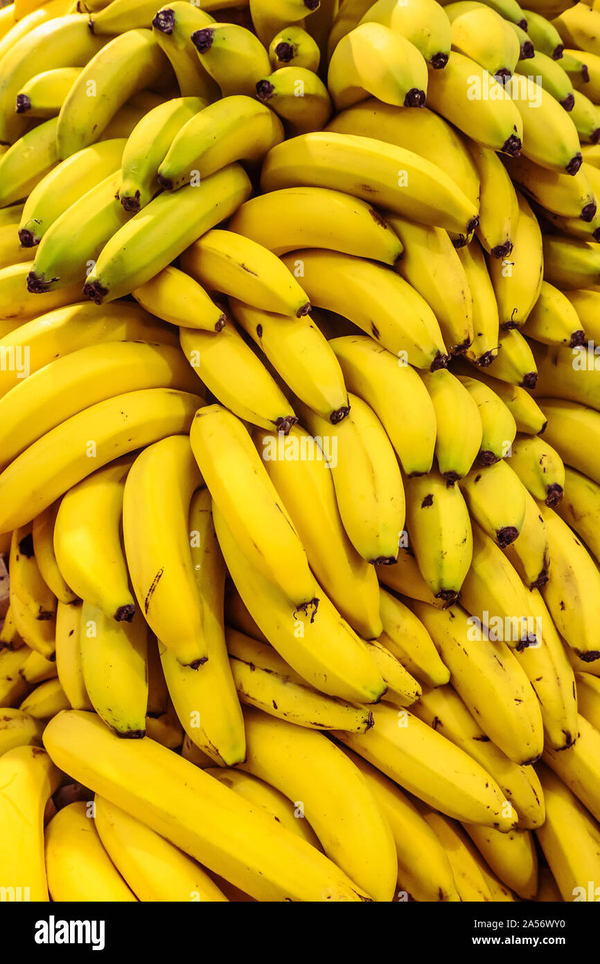 A bunch of bananas in the market. Many ripe yellow bananas on a ...