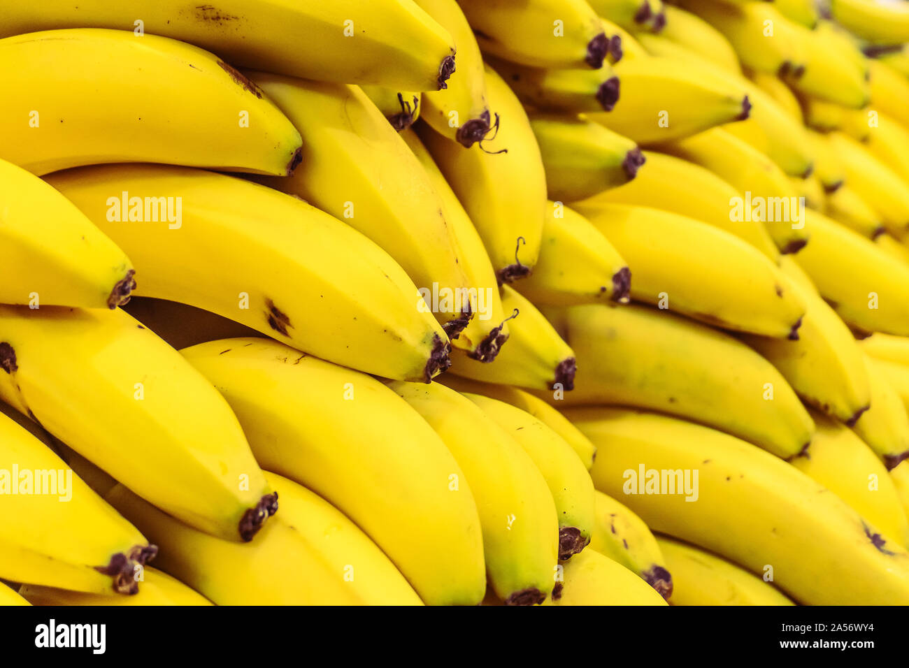 A bunch of bananas in the market. Many ripe yellow bananas on a ...