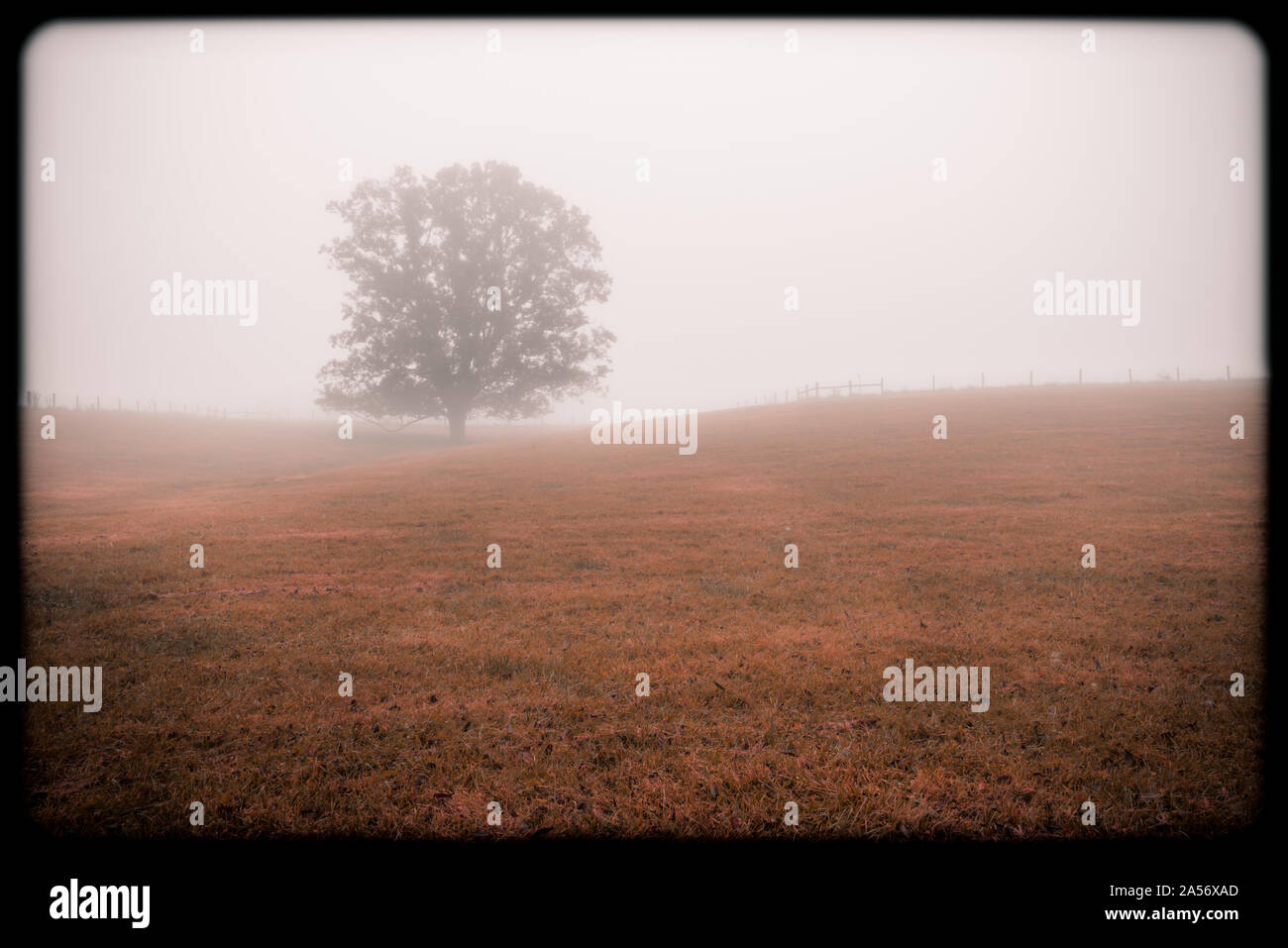 Tree in a Field Stock Photo - Alamy