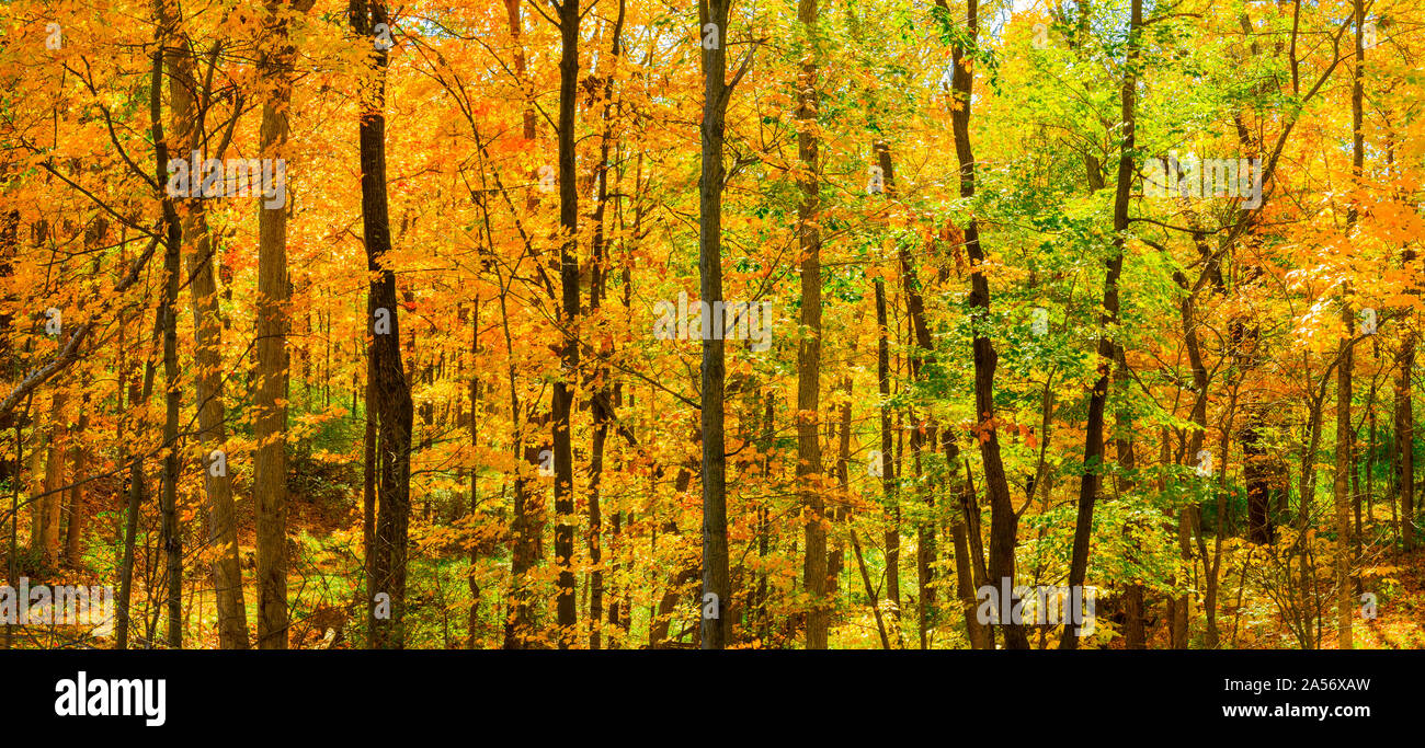 Fall Trees Backlite Stock Photo - Alamy