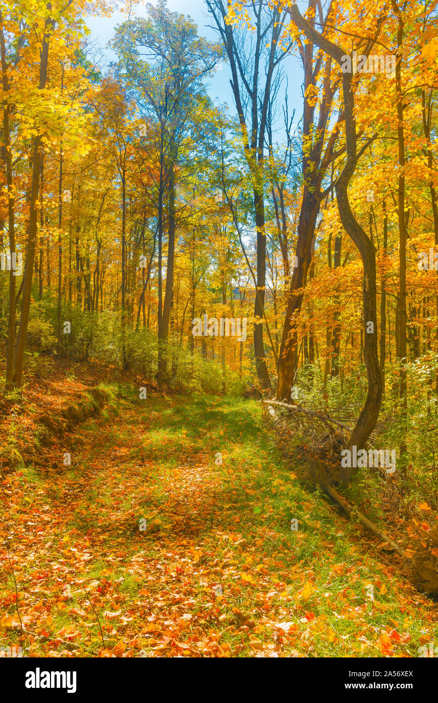 Hiking Trail With Fall Leaves Stock Photo - Alamy