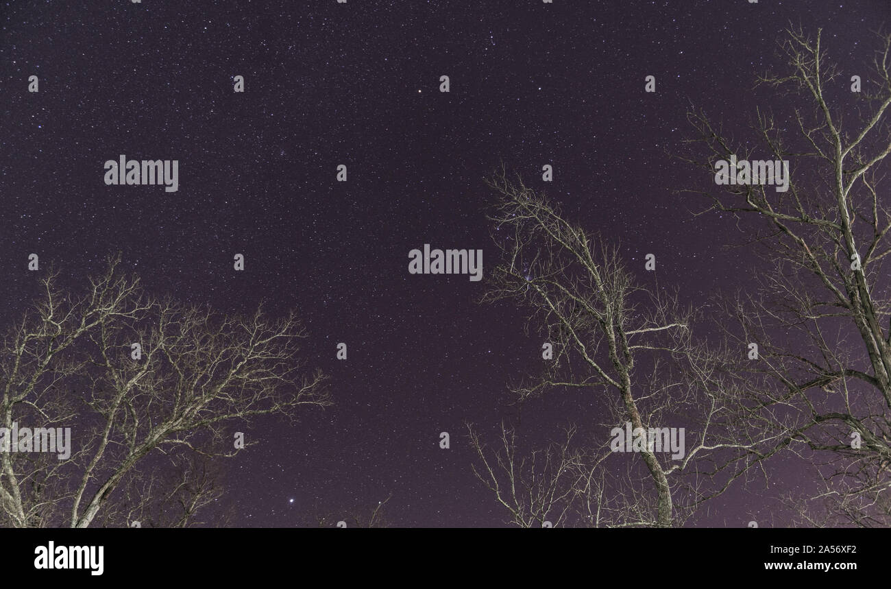 Stars with Trees #2 Stock Photo - Alamy