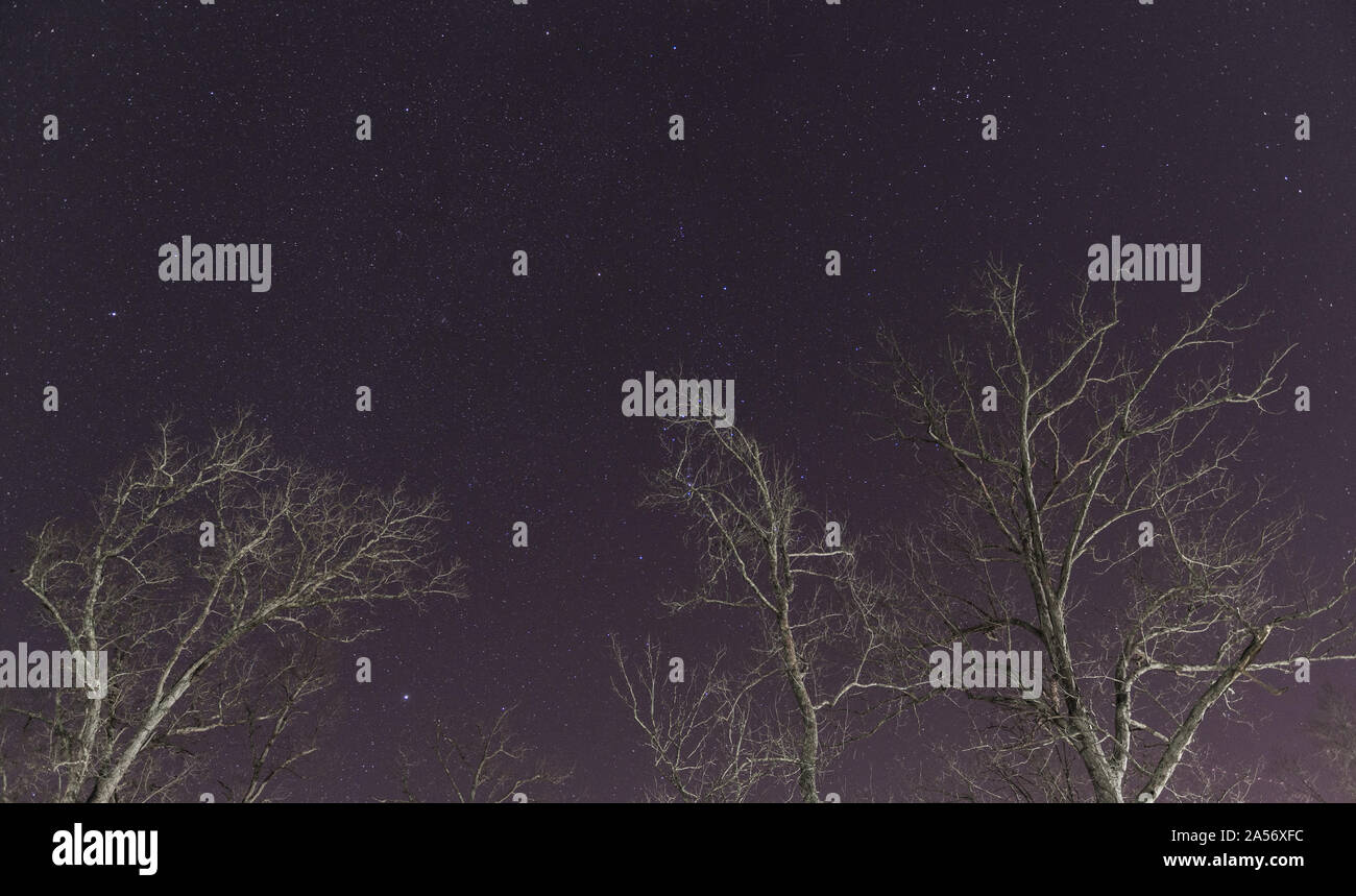 Stars with Trees #1 Stock Photo - Alamy
