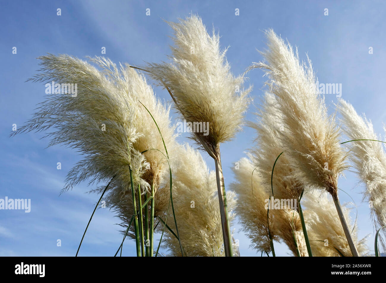 Cortaderia selloana, commonly known as pampas grass Stock Photo - Alamy
