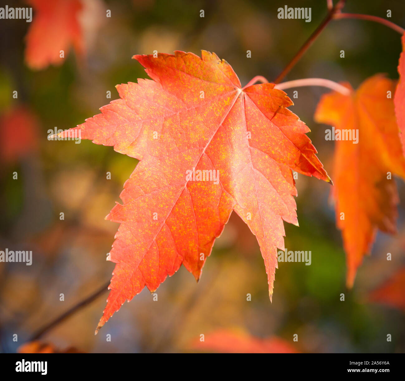 Vivid leaf color hi-res stock photography and images - Alamy