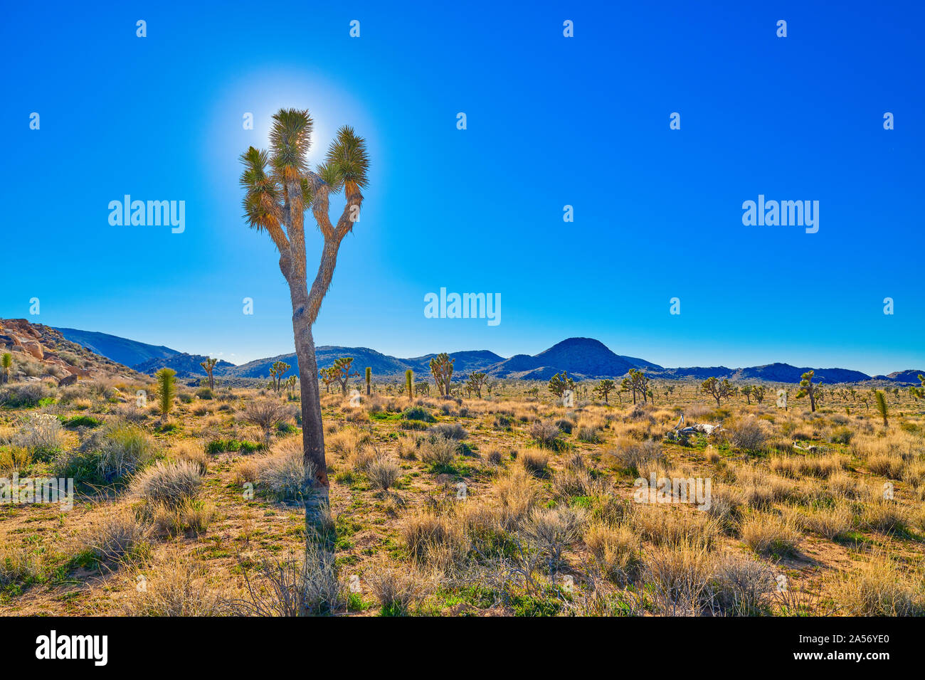 Tree cactus backlit hi-res stock photography and images - Alamy