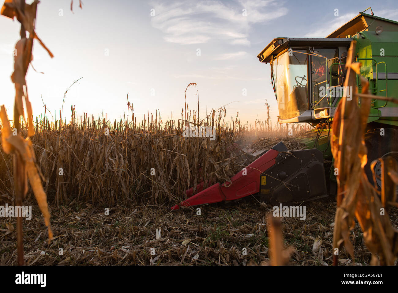 Combine Operator Harvesting Corn on the Field in sunset Stock Photo - Alamy