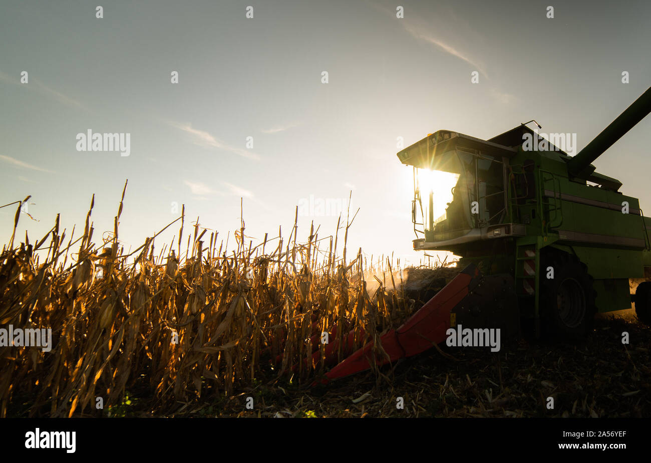 Combine Operator Harvesting Corn on the Field in sunset Stock Photo - Alamy