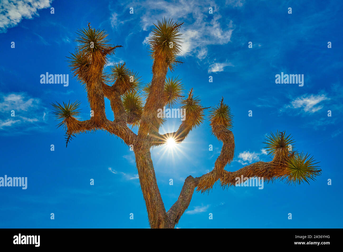 Tree cactus backlit hi-res stock photography and images - Alamy