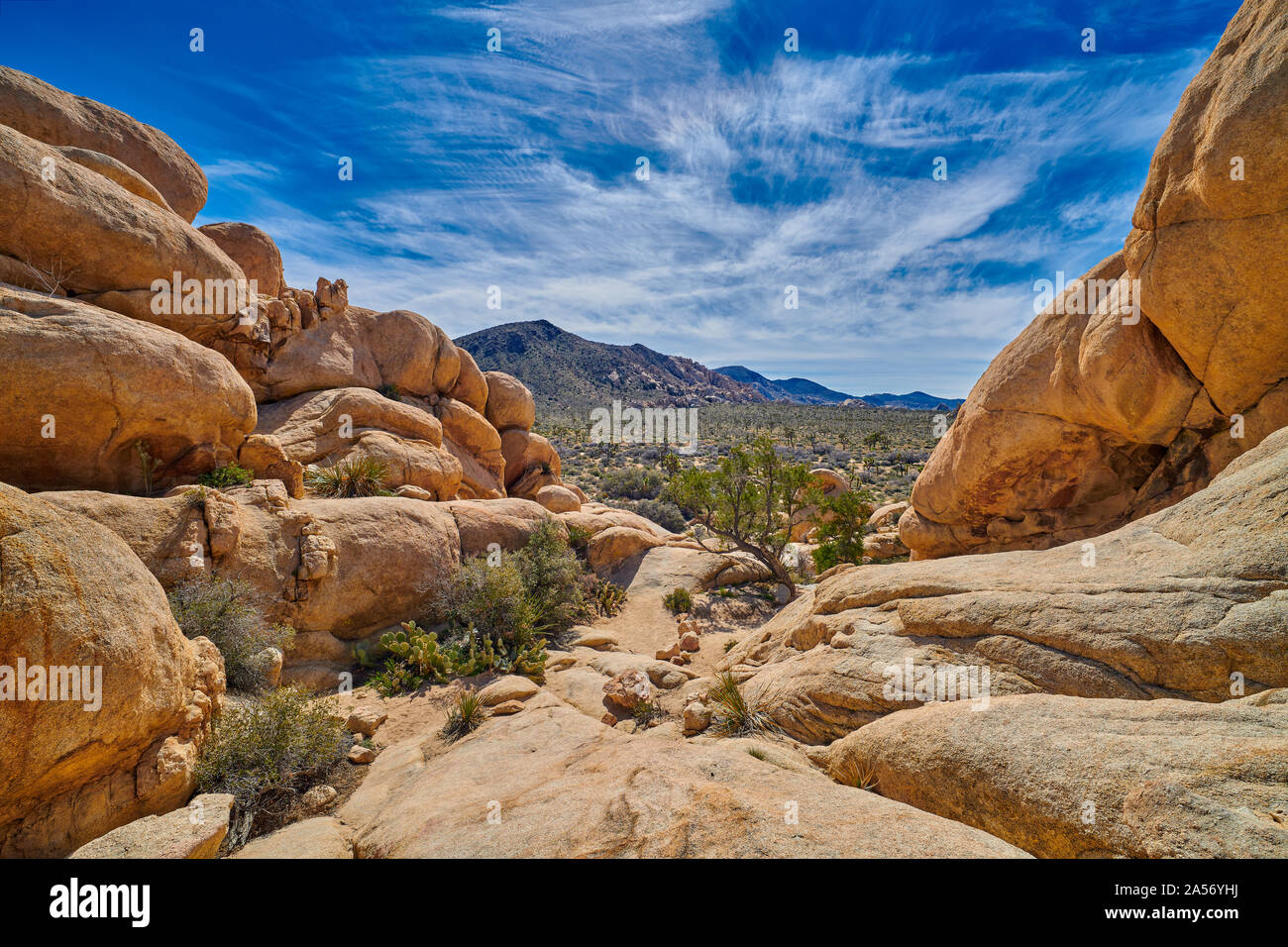 Yucca Vacation High Resolution Stock Photography and Images - Alamy