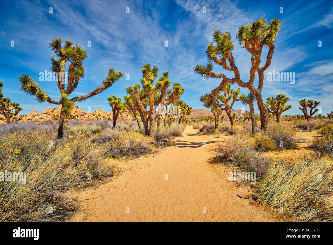 Yucca Vacation High Resolution Stock Photography and Images - Alamy