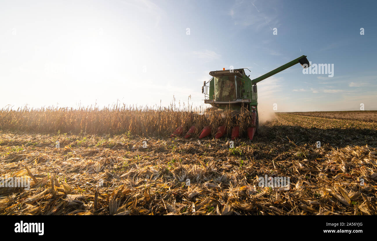 Combine Operator Harvesting Corn on the Field in sunset Stock Photo - Alamy